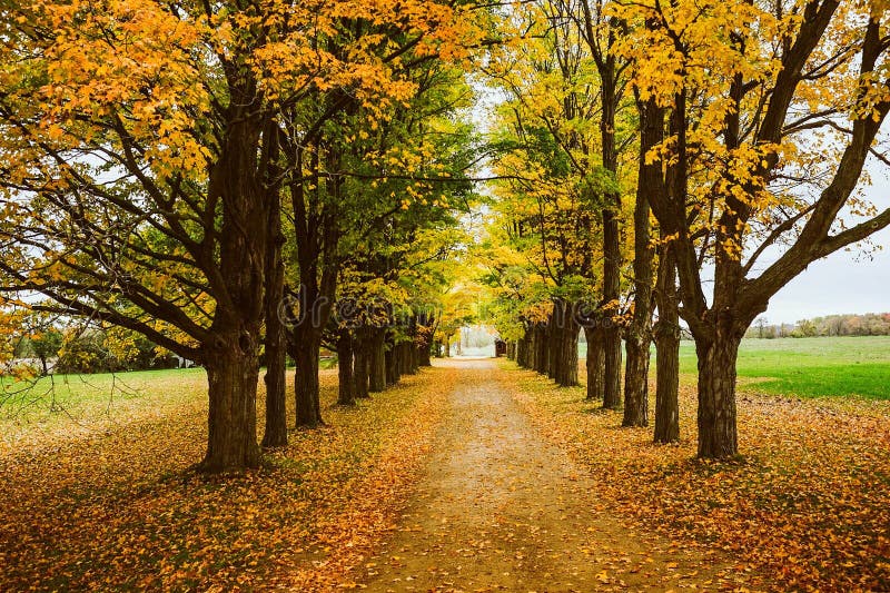 Fall road. stock image. Image of landscape, fall, golden - 47148171