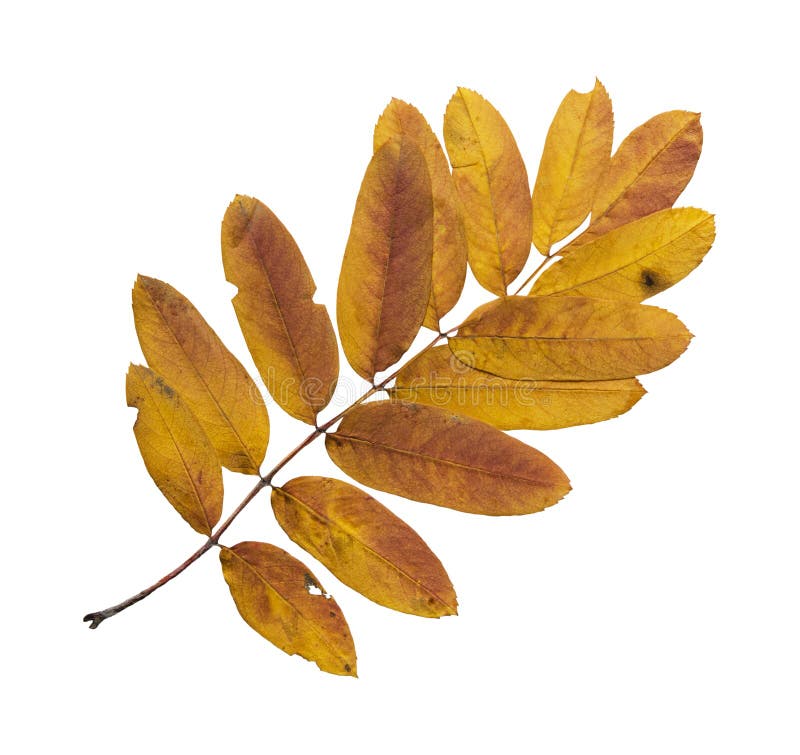 Rowan leaf stock image. Image of cutout, green, closeup - 2675091