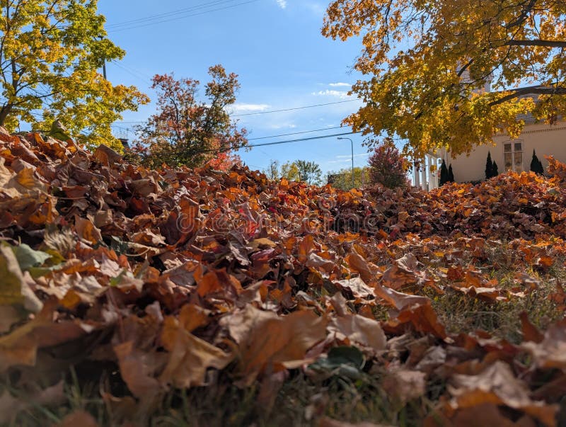 Fall Rust Color Leaves Low Perspective with Blue Sky Stock Photo ...