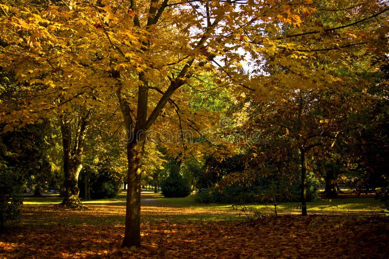 Fall's Golden Leaves Picture. Image: 3675825