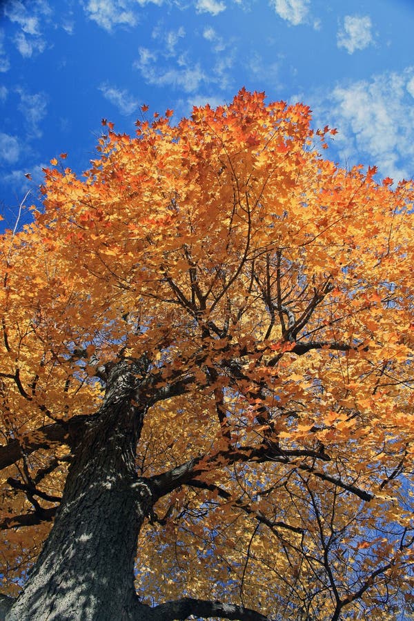 Fall s Tresures stock image. Image of yellow, nature - 12702863