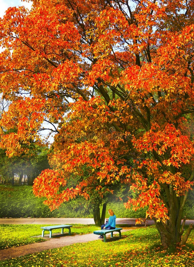 Fall Sceen with Poplar Tree Bench and Girl Stock Photo - Image of ...
