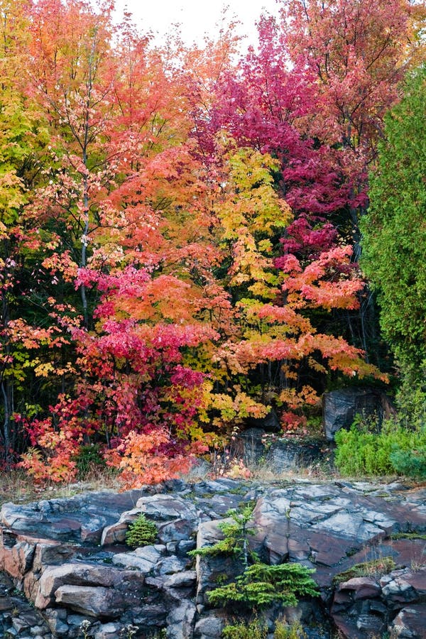 Fall Tree at High Park stock image. Image of nature, autumn - 27312329