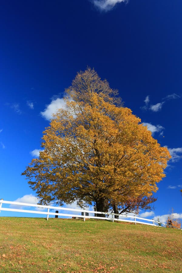 Fall scene stock photo. Image of blue, environment, leaves - 11495626