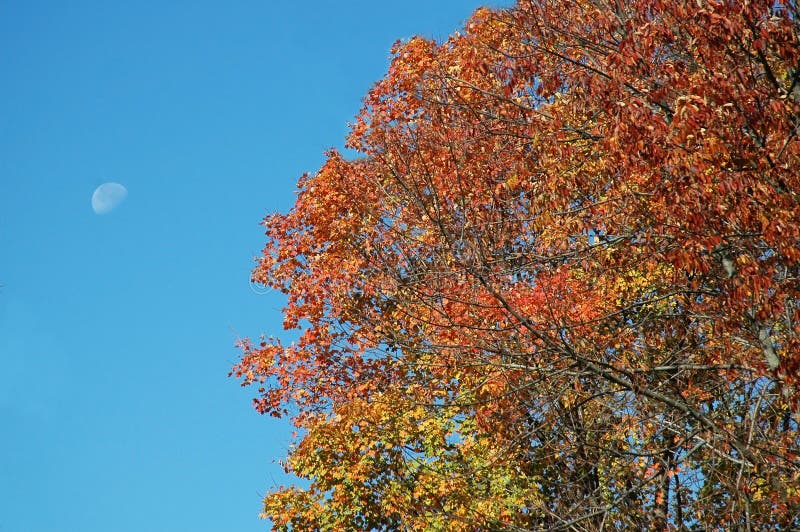 Bright Leaves, Blue Sky stock photo. Image of colors, green - 954262