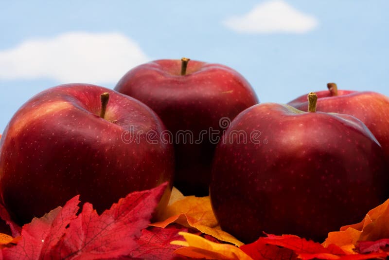 Fall Scene stock image. Image of space, blue, foliage - 7354107