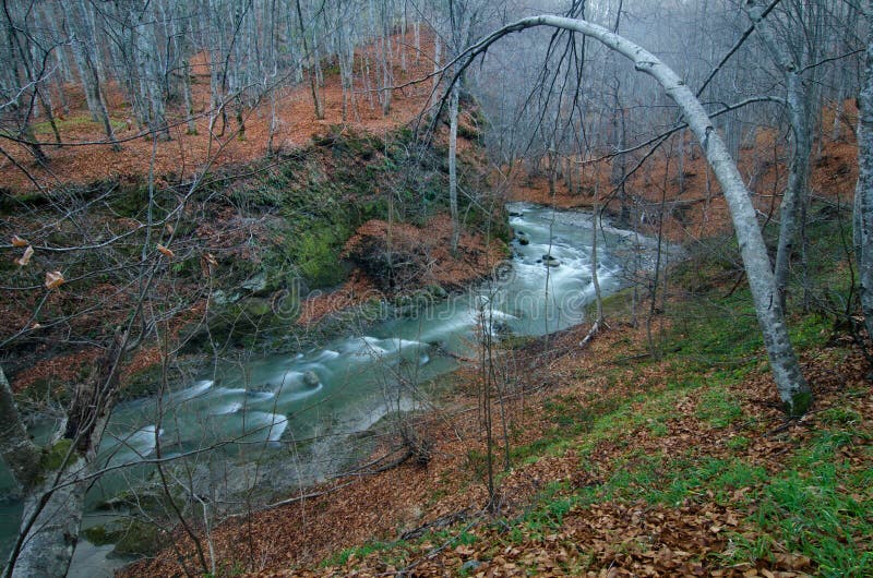 Fall Scene with Bent Tree Over the River Stock Photo - Image of bent ...