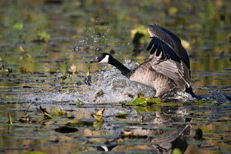 Fall Scene of a Canada Goose with Wings Spread Touching Down in a Marsh ...