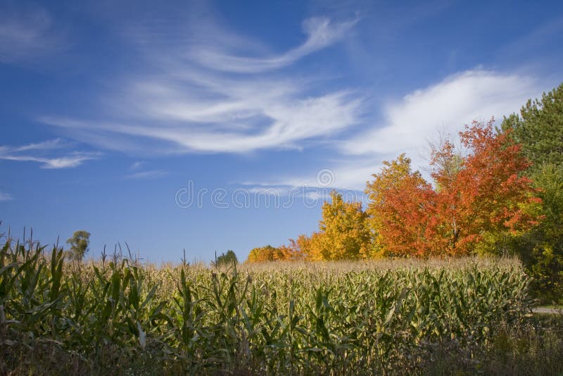 Fall Scene With Corn Field Royalty Free Stock Photography - Image: 15951707