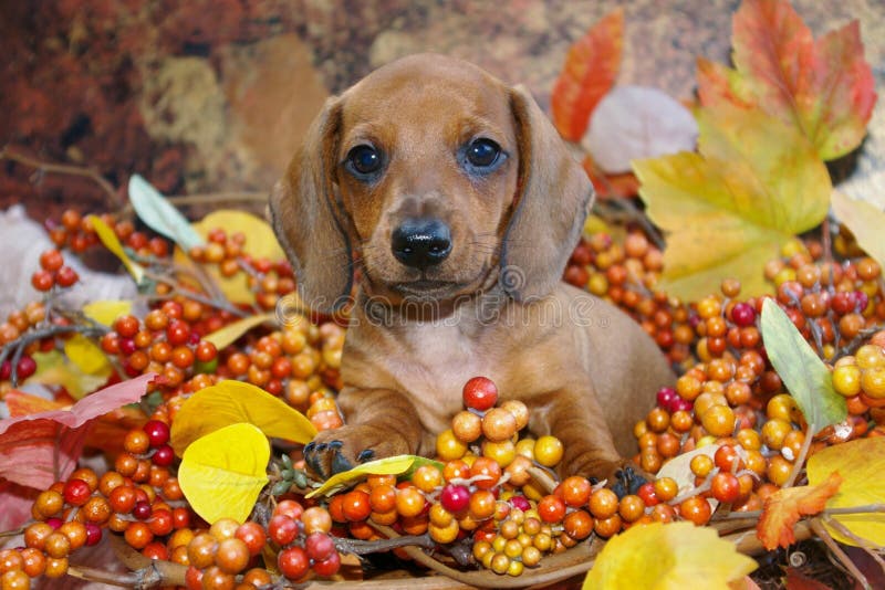 Autumn dachshund dog stock image. Image of autumn, dachshund - 16947335