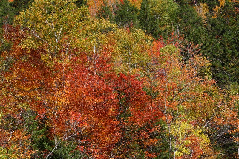 Fall Scene with Leaves of Various Colors Stock Image - Image of forest ...