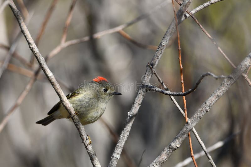 Ruby Crowned Kinglet Bird Perched in a Bush Stock Image - Image of ...