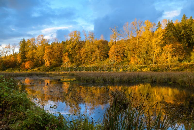 Fall Scene in the Snoqualmie Valley As Golden Trees Reflect in a Pond ...