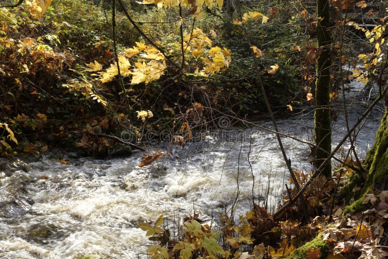 Fall Scene with Stream and Yellow Leaves Stock Photo - Image of scene ...