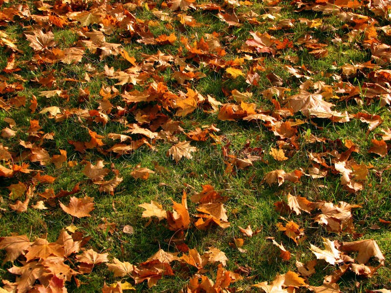 Fall scenery stock image. Image of nature, grass, fall - 1455449