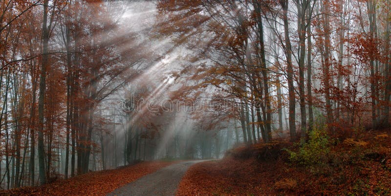 Fall scenery in the forest stock photo. Image of country - 91174614