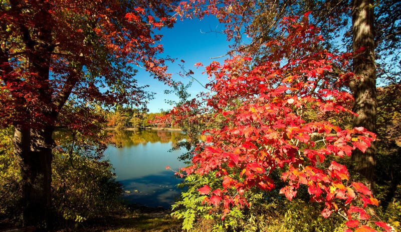 Fall Season stock photo. Image of fauna, fish, fishing - 16548422