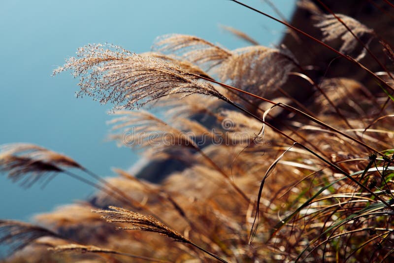 Fall Season stock photo. Image of autumn, forest, outdoors - 26772392