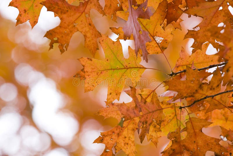 Fall Season stock photo. Image of season, orange, branch - 7076588