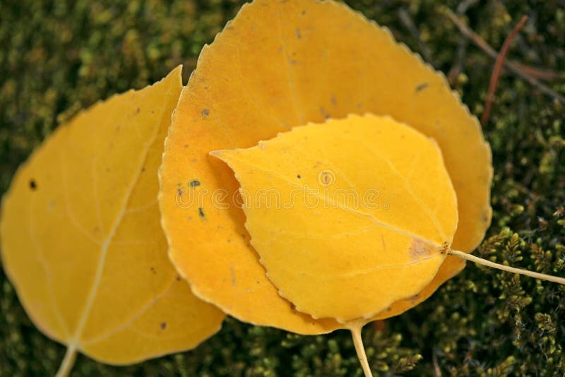 Fall Season Aspen Leaves Picture. Image: 1334859