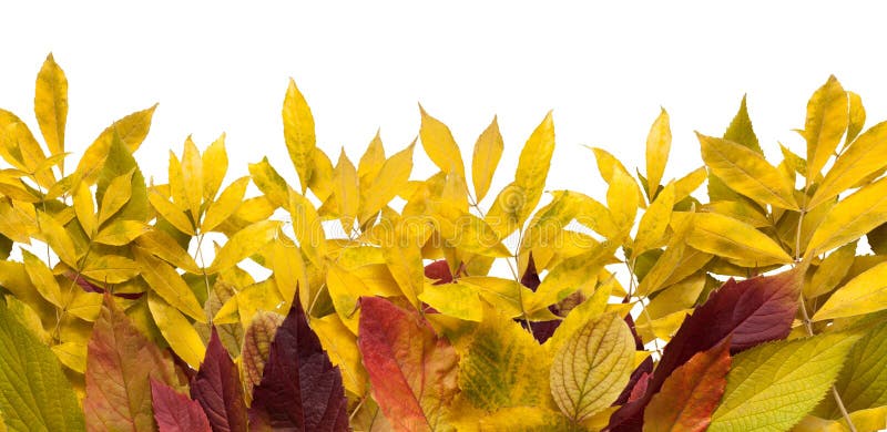 Fall Season Background, Yellow Rowan Leaves Stock Image - Image of gold ...