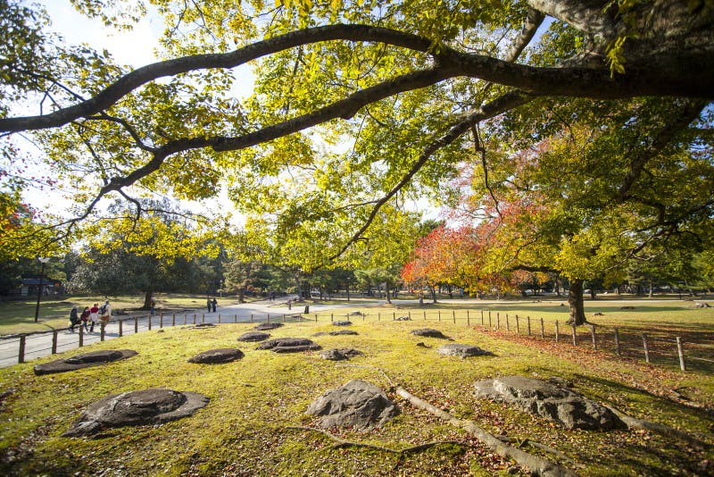 Fall Season with Beautiful Maple Color at Nara Park, Japan Editorial ...