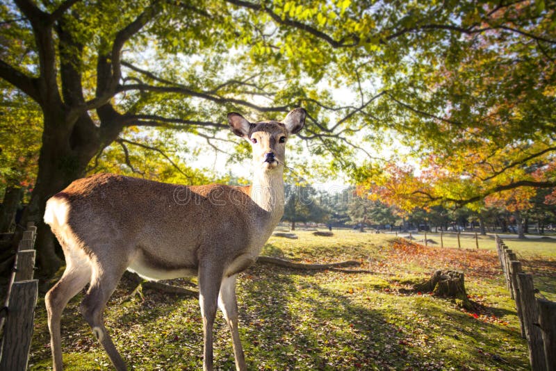 Fall Season with Beautiful Maple Color at Nara Park, Japan Stock Photo ...