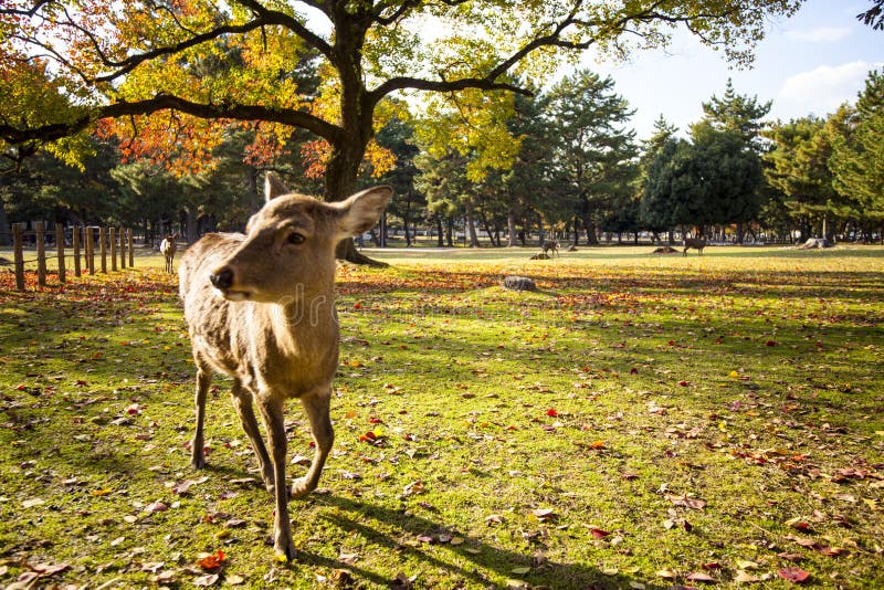 Fall Season with Beautiful Maple Color at Nara Park, Japan Stock Photo ...