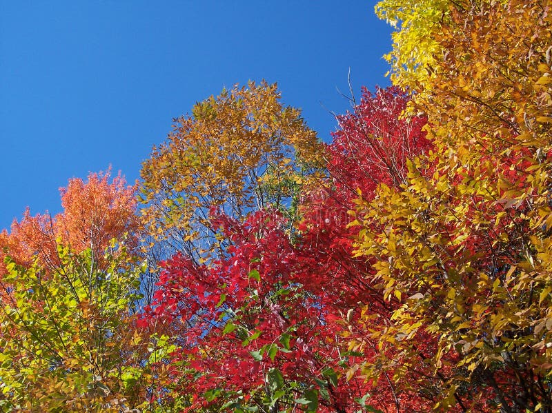 Colors of the Fall Season stock photo. Image of change - 286118