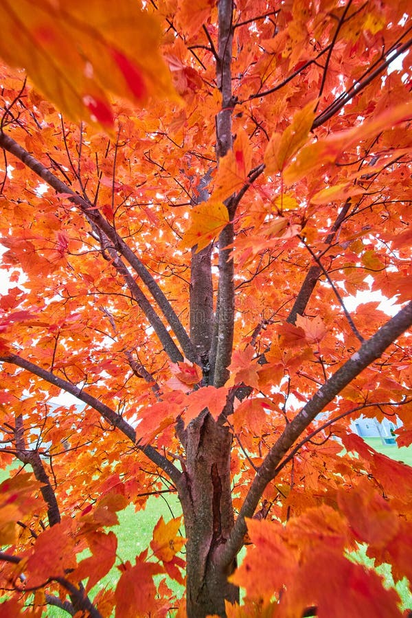 Fall Season Detail of Orange Tree Stock Image - Image of yellow, acacia ...