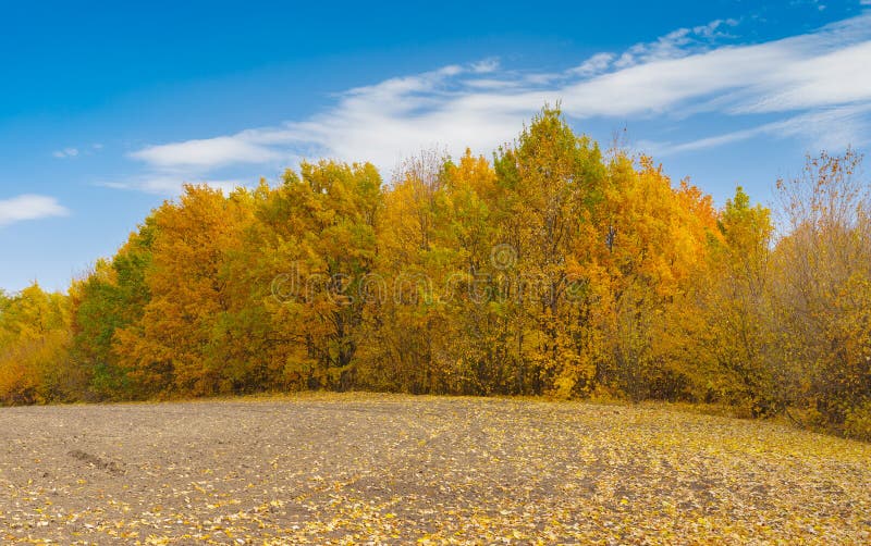Fall Season on the Edge of Agricultural Field Stock Photo - Image of ...
