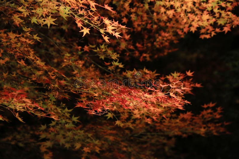 Fall Season of Kodaiji Night Stock Image - Image of closeup, japan ...