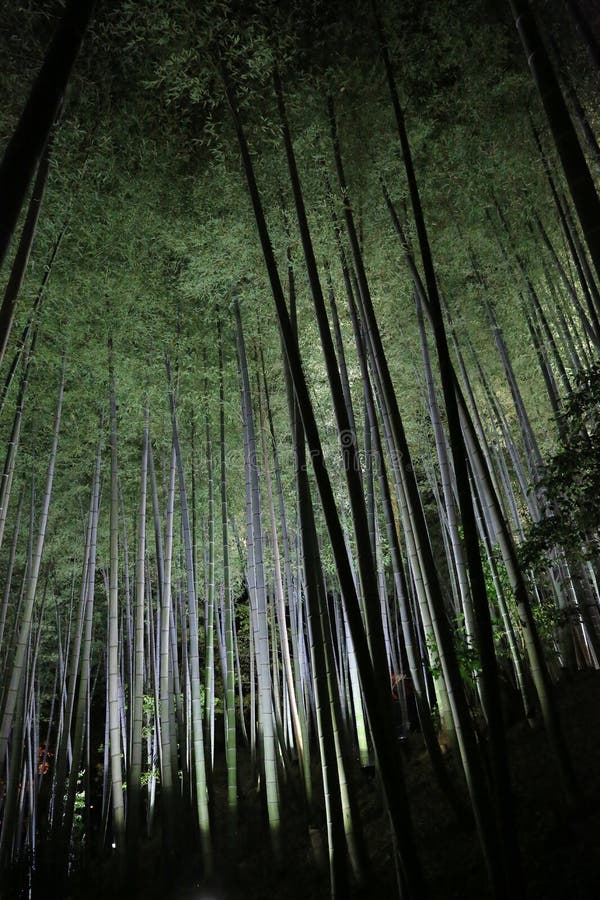 Fall Season of Kodaiji Night Bamboo Kyoto Stock Image - Image of tree ...