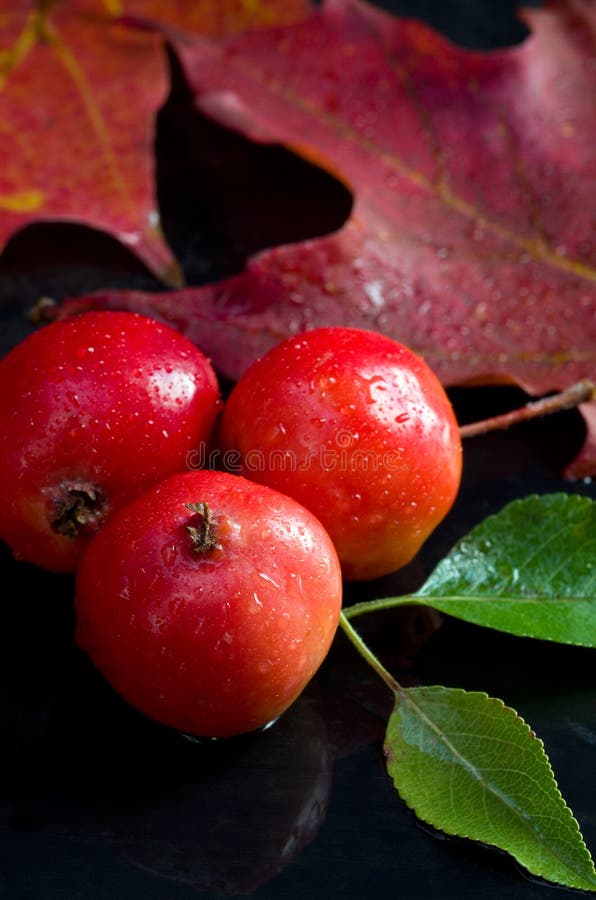 Fall Season Macro Image of Red Crab Apples with Maple Leaves on Dark ...