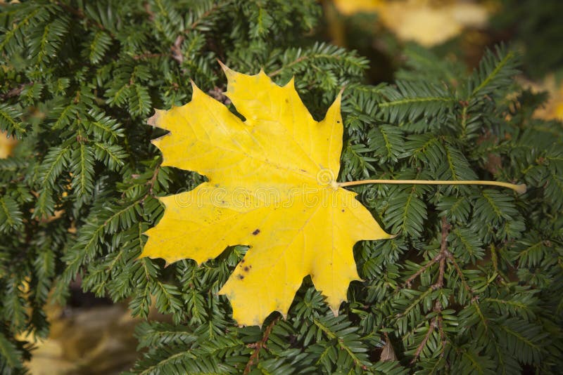Fall season, maple leaf stock image. Image of plant, woodland - 89265011