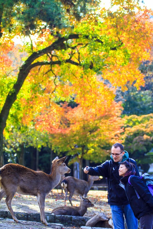 Fall Season of Nara with Nice Maple Color Editorial Image - Image of ...