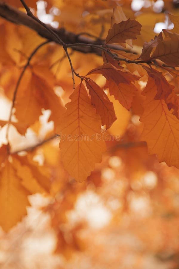 Fall season stock photo. Image of color, foliage, yellow - 89264862