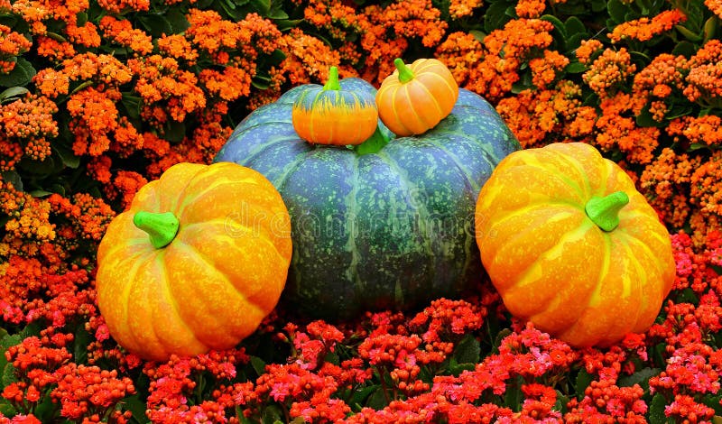 Fall Season Pumpkins Display Stock Image - Image of autumn, tropical ...