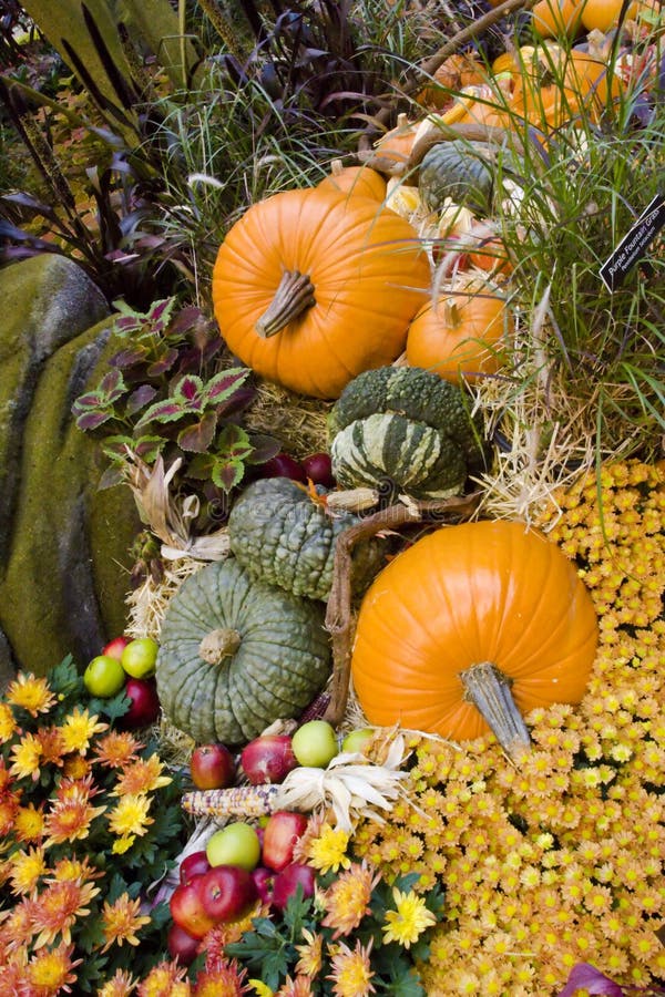 Fall Season Pumpkins at Harvest Stock Image - Image of decoration ...