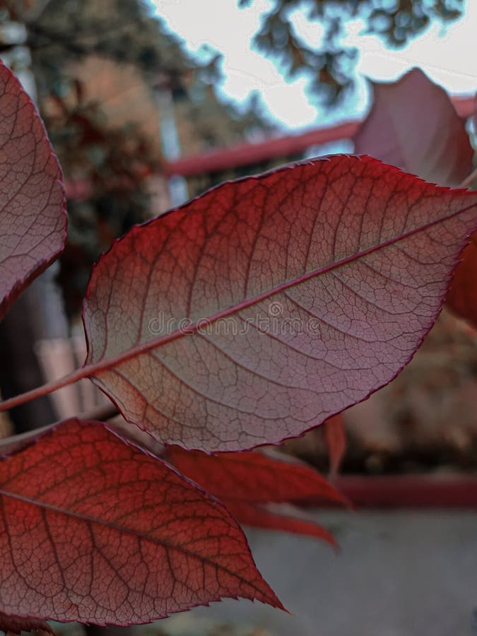 Fall Season, Red Leaves of Autumn Stock Photo - Image of cold, closeup ...