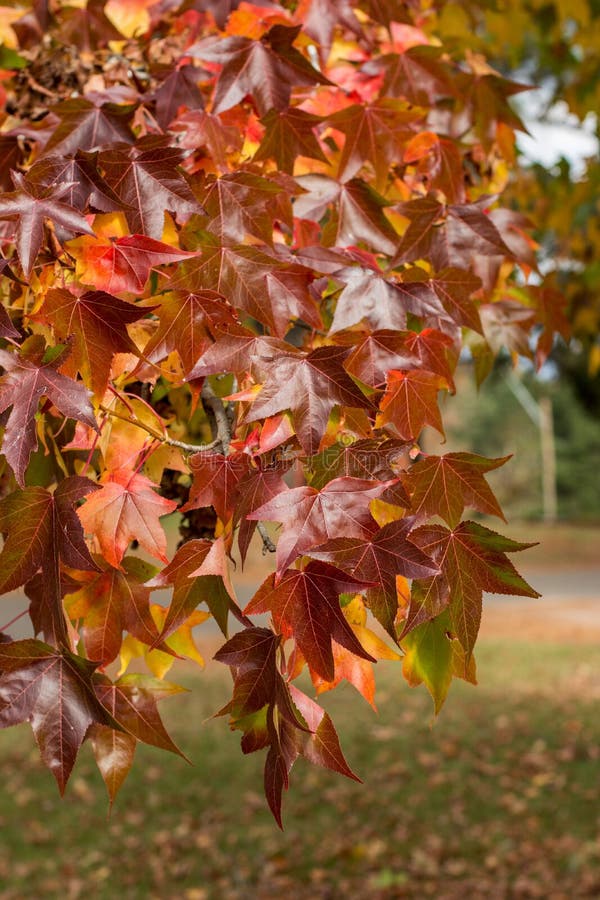 Fall Season. Red Maple Tree Autumn Background Stock Image - Image of ...