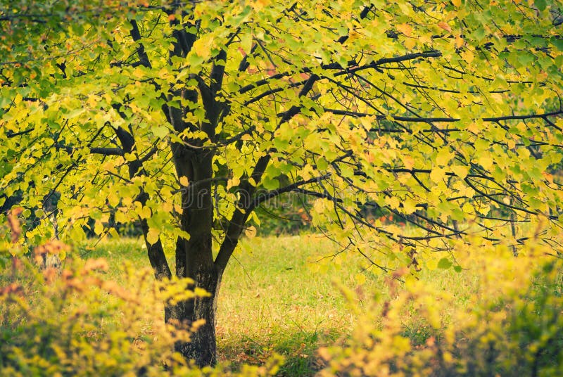 Fall season tree stock photo. Image of autumn, fall, closeup - 27123994