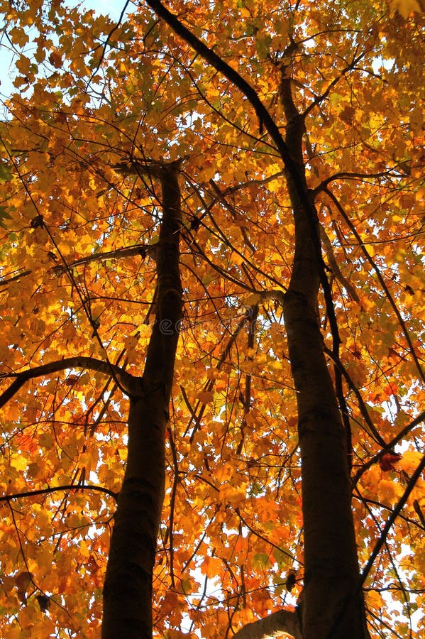 Fall Season Colors stock image. Image of seasonal, plant - 3598627