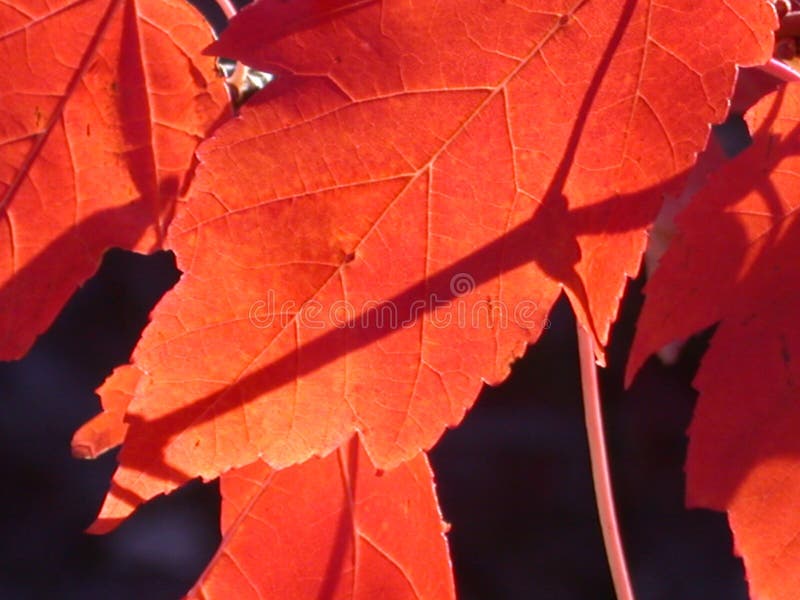 Fall shadow 1 stock photo. Image of shadow, orange, season - 4705884