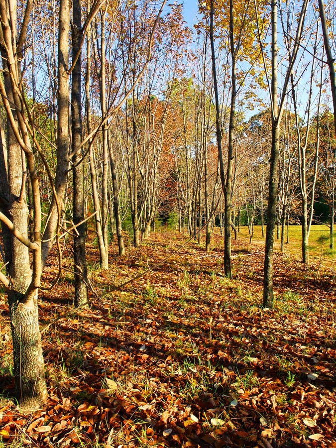 Fall Shadows stock photo. Image of leaves, season, ground - 7354394