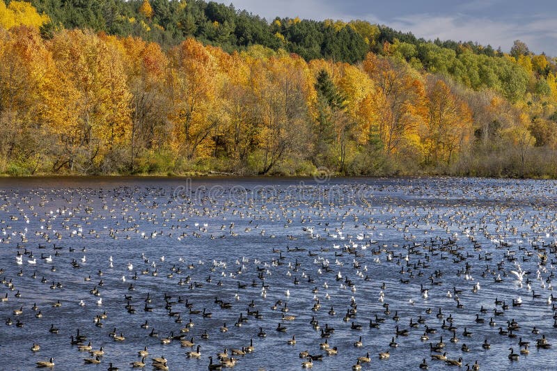 Fall Shoreline stock image. Image of natural, environment - 335927715