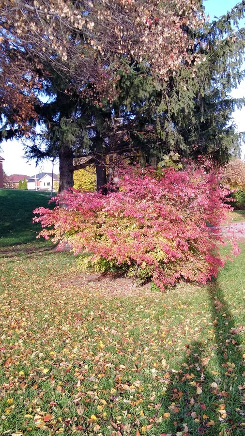 Fall Shrubs and Bushes with Colorful Leaves Stock Image - Image of ...