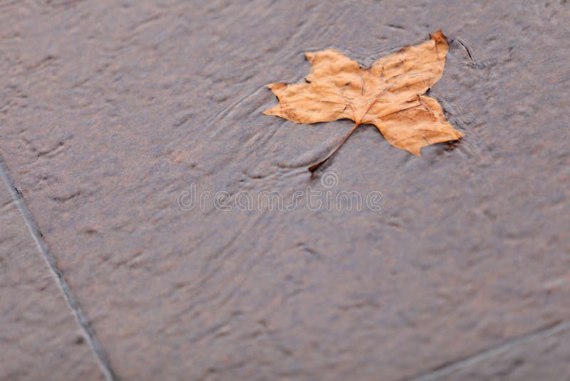 Fall. Single Autumn Maple Leaf on Ground Stock Photo - Image of foliage ...