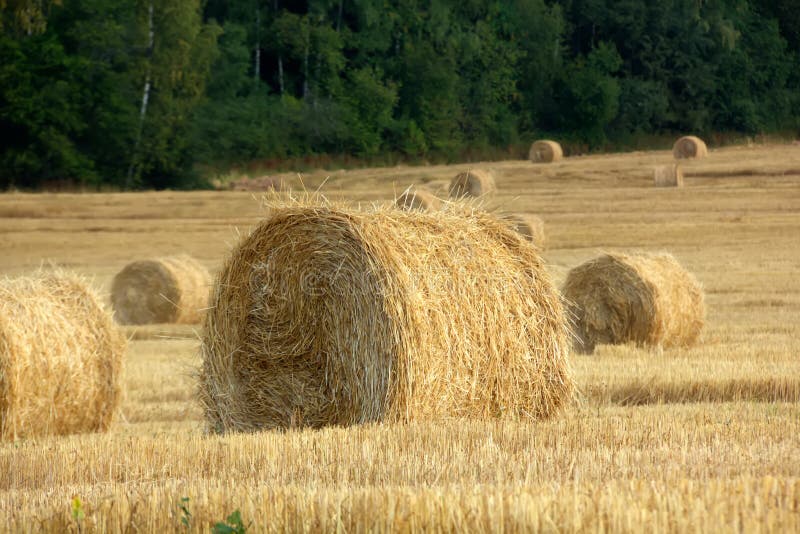 Fall. Slanted field. stock photo. Image of autumn, barley - 81142556