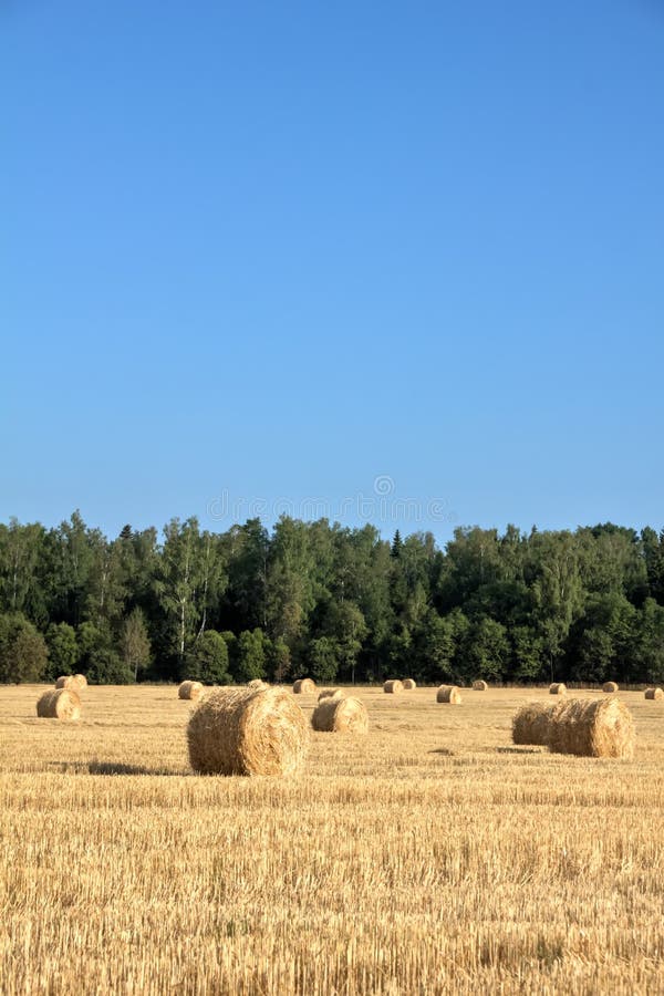 Fall. Slanted field. stock photo. Image of green, circle - 81148194